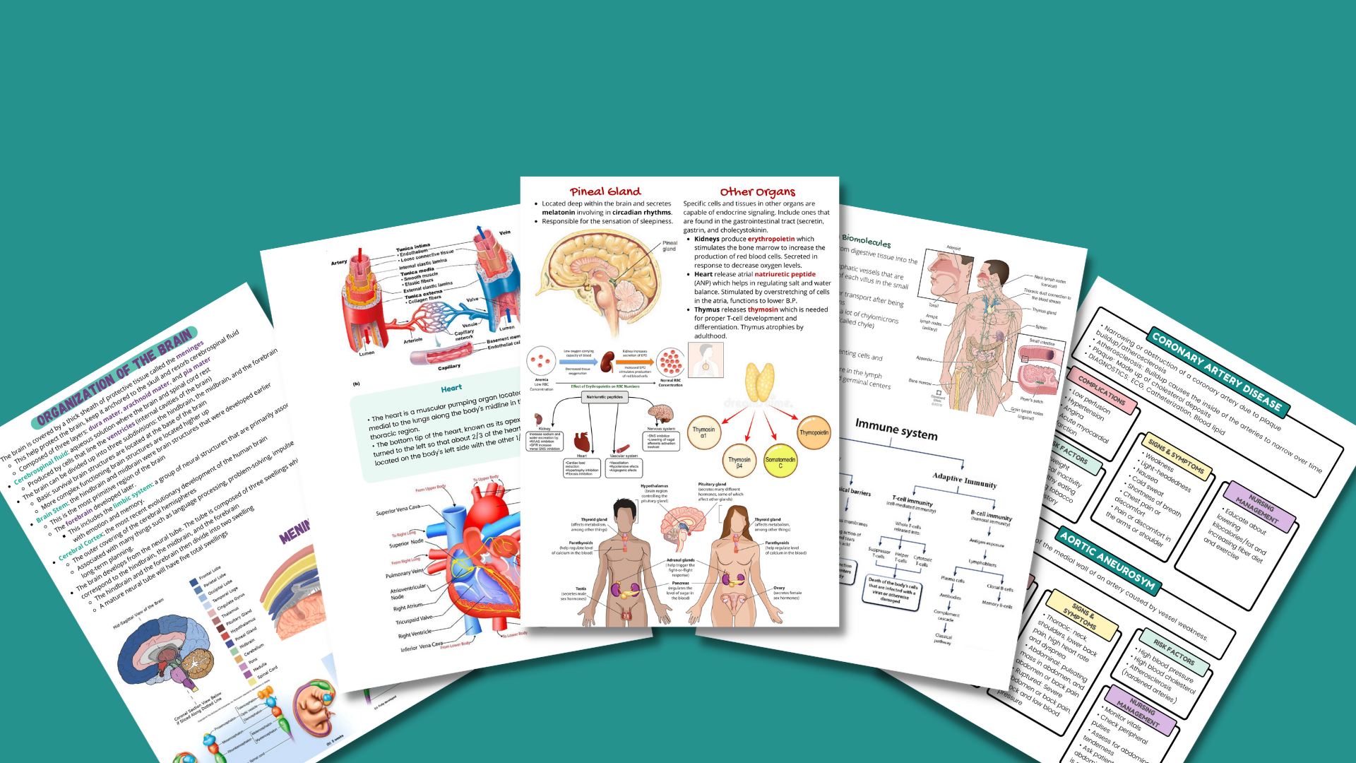 Amazing Nursing Study Notes